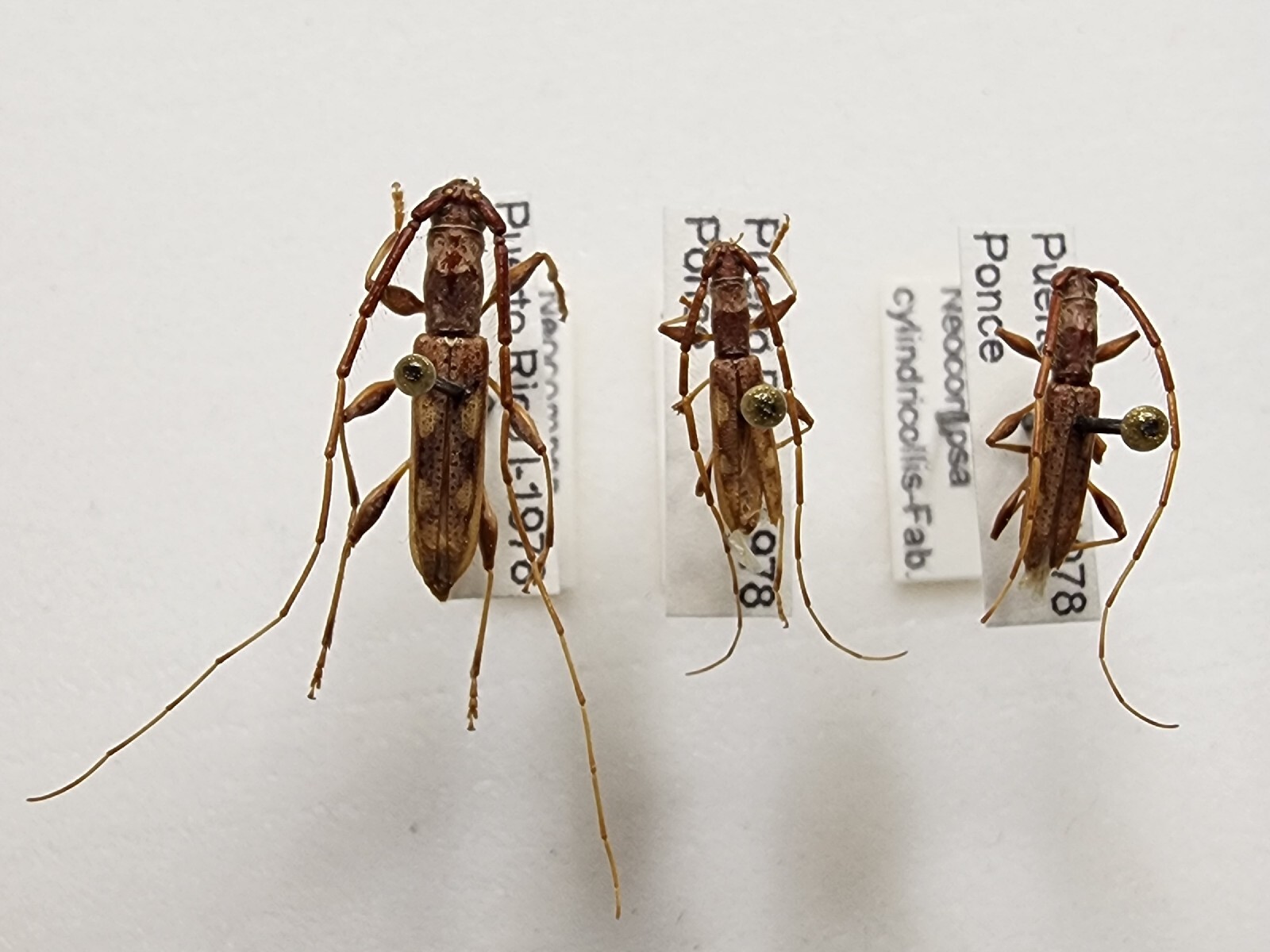 Cerambycidae 3 Neocompsa cylindricollis Puerto Rico Longhorn Beetle ...