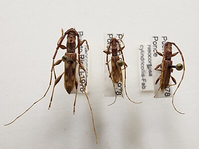 Cerambycidae 3 Neocompsa cylindricollis Puerto Rico Longhorn Beetle ...