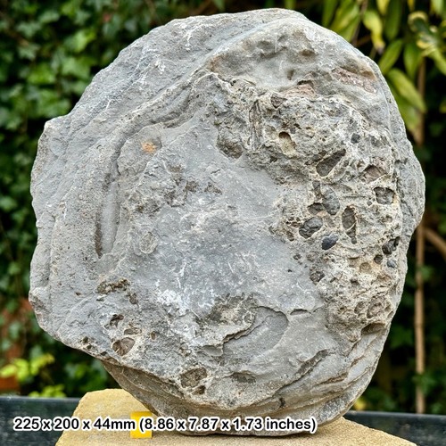 Rare Triassic Fossil Bed - Fish, Shark, Reptile Bones & Coprolite ...