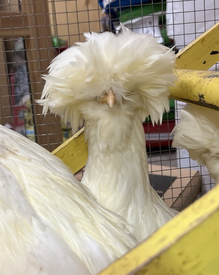 Large Fowl Hens Choice Hatching Eggs, White Face Black Spanish, Cochins ...