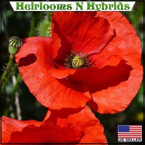 10,000 Heirloom Organic Red Flanders Field American Legion Shirley ...