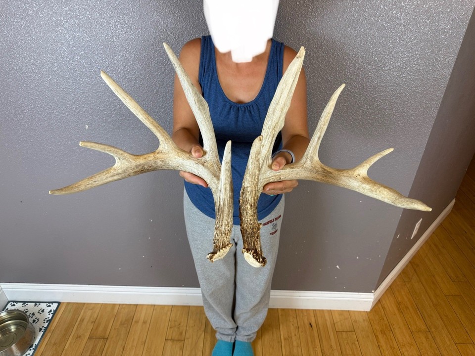 Two Big Whitetail Deer Antlers Sheds Horns Rustic Decor Rattle Rattling ...