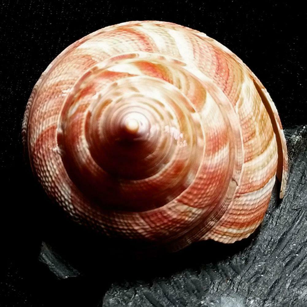 Rare Natural Pearly Screw Conch Shell Coral Sea Collectible a Snail a ...