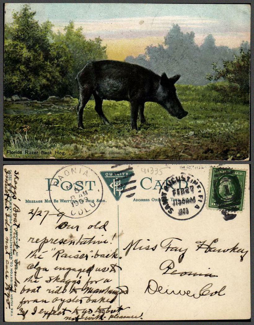 VINTAGE POSTCARD TOPIC: Pigs | eBay