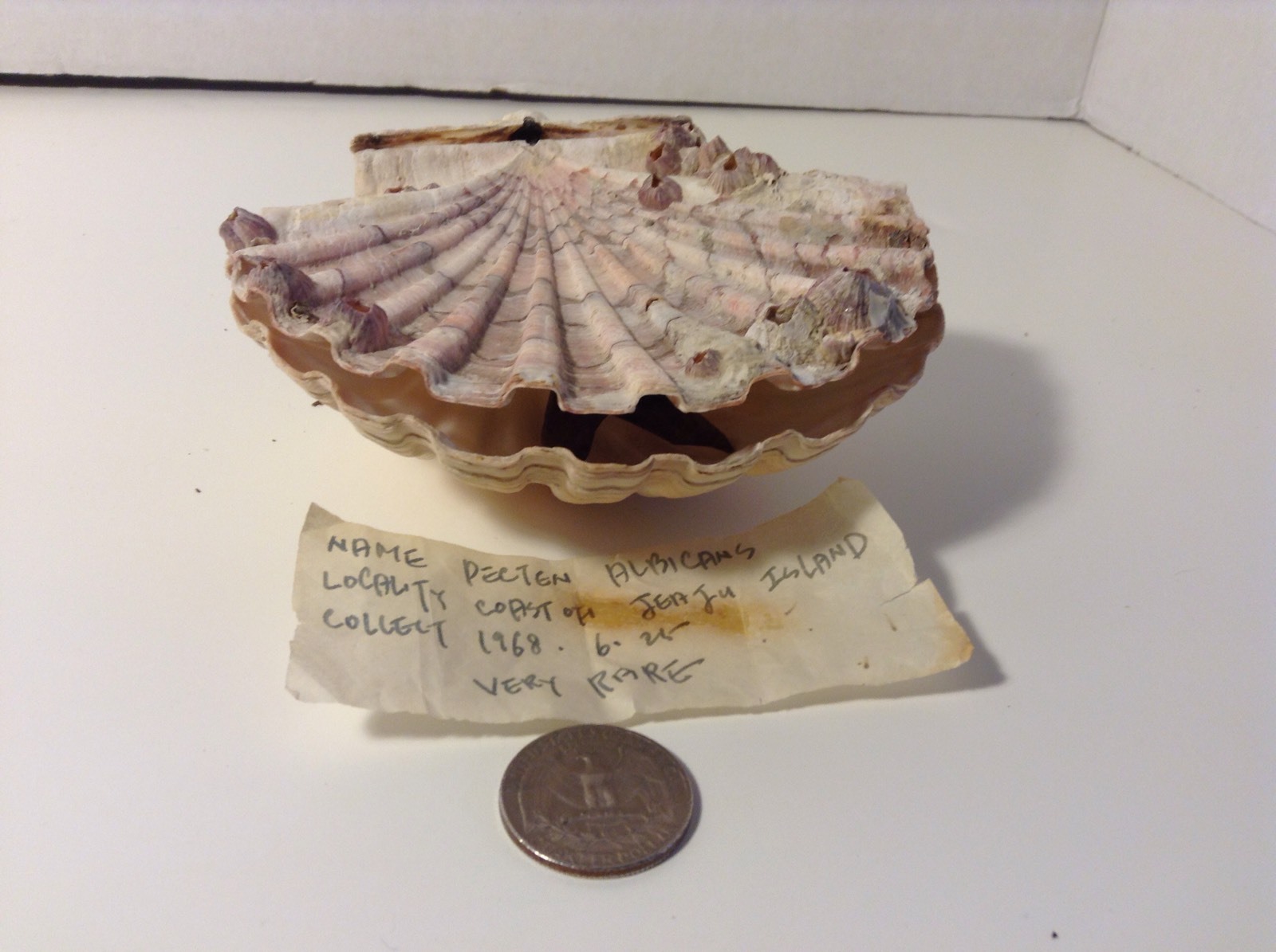 Pecten Albicans 120Mm,Fine+++/Gem, Very Rare, Wondeful | eBay