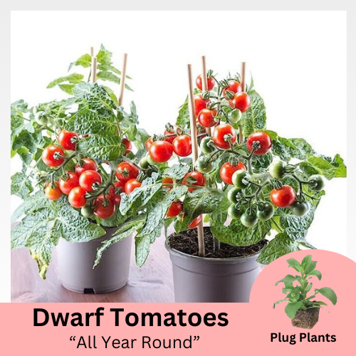Sweet Cherry Dwarf Tomato Plug Plants Grow All Year Round fruit veg IN ...