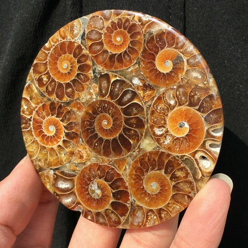 A+A+4.7"Natural Ammonite Disc Fossil Conch Specimen Reiki Healing Gift ...