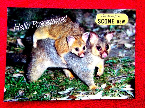 HELLO POSSUMS ! GREETING FROM SCONE N.S.W. COLOUR POSTCARD [499] | eBay