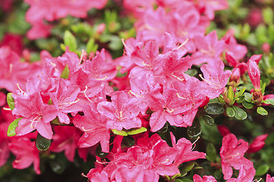 Japanese Azalea Anouk in a 9cm Pot,Beautiful Pink Flowers | eBay UK