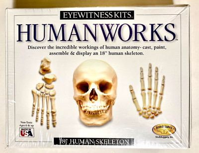 Eyewitness Kits Human Works 18" Human Skeleton Model Kit New Sealed | eBay