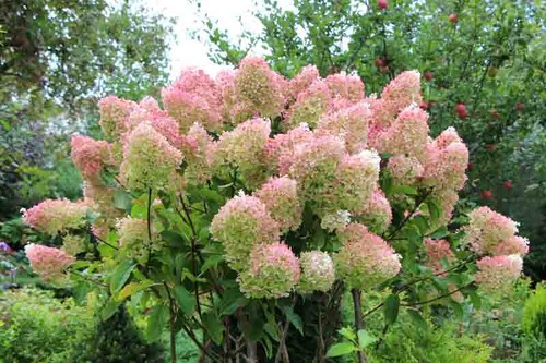 50 Seeds PEE GEE HYDRANGEA Paniculata Peegee Panicle White Pink Flower ...