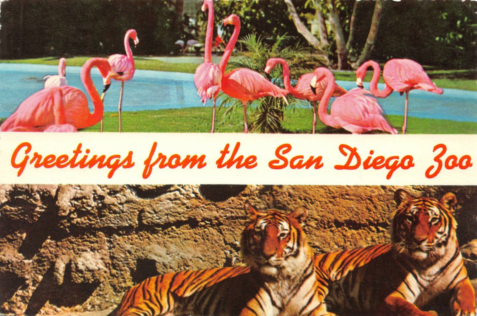 Greetings from San Diego Zoo Flamingo and Tigers Multiview Vintage ...
