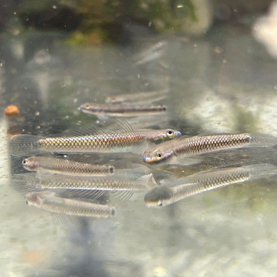 Cobalt Blue Dwarf Goby (Stiphodon semoni) | eBay