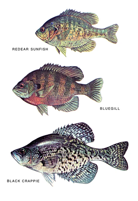 Difference Between Crappie And Bluegill
