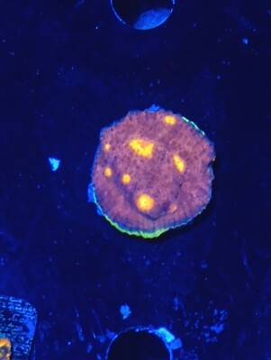 Live Coral BBR Presents Jason Fox- Crazy Fox Chalice LPS Frag | eBay