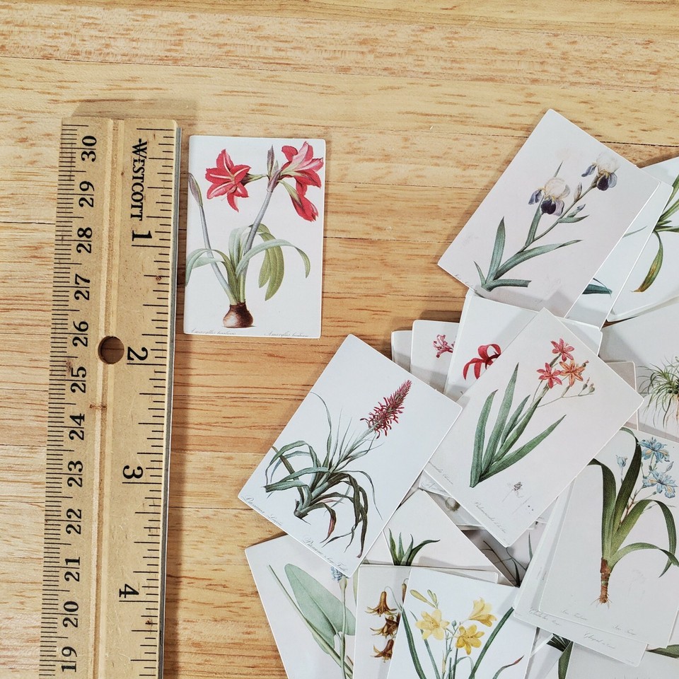 100 Mini Nature Botanical Prints Cardstock Flowers Floral Vintage ...