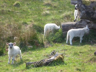 Photo 6x4 April lambs on the Penicuik Estate c2011 | eBay UK