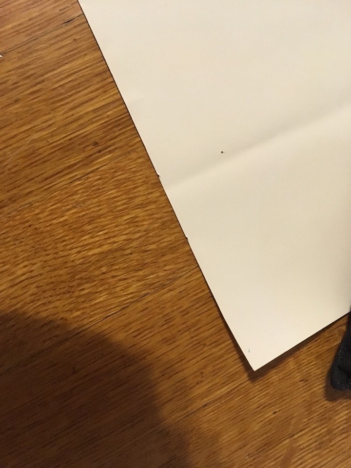 David Higgins Emu Illustration Art Poster 27x20 1985 Whimsical | eBay