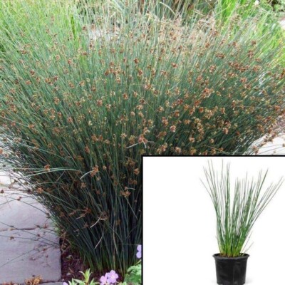 juncus Eff Elk Blue 4inches Plant Elk Blue California Gray Rush Hard ...