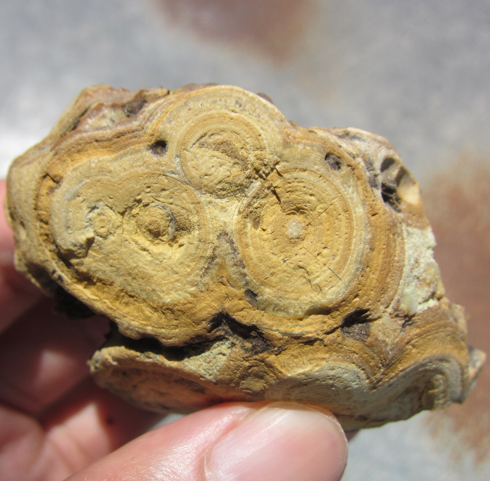 Natural Gobi eye stone Gobi rough agate/Jasper for Bonsai Suiseki gm943 ...