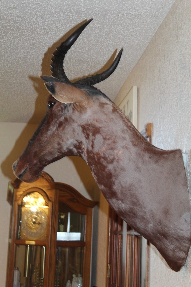 Taxidermy Tsessebe Head Shoulder Mount Africa Safari Hunt Whitetail ...