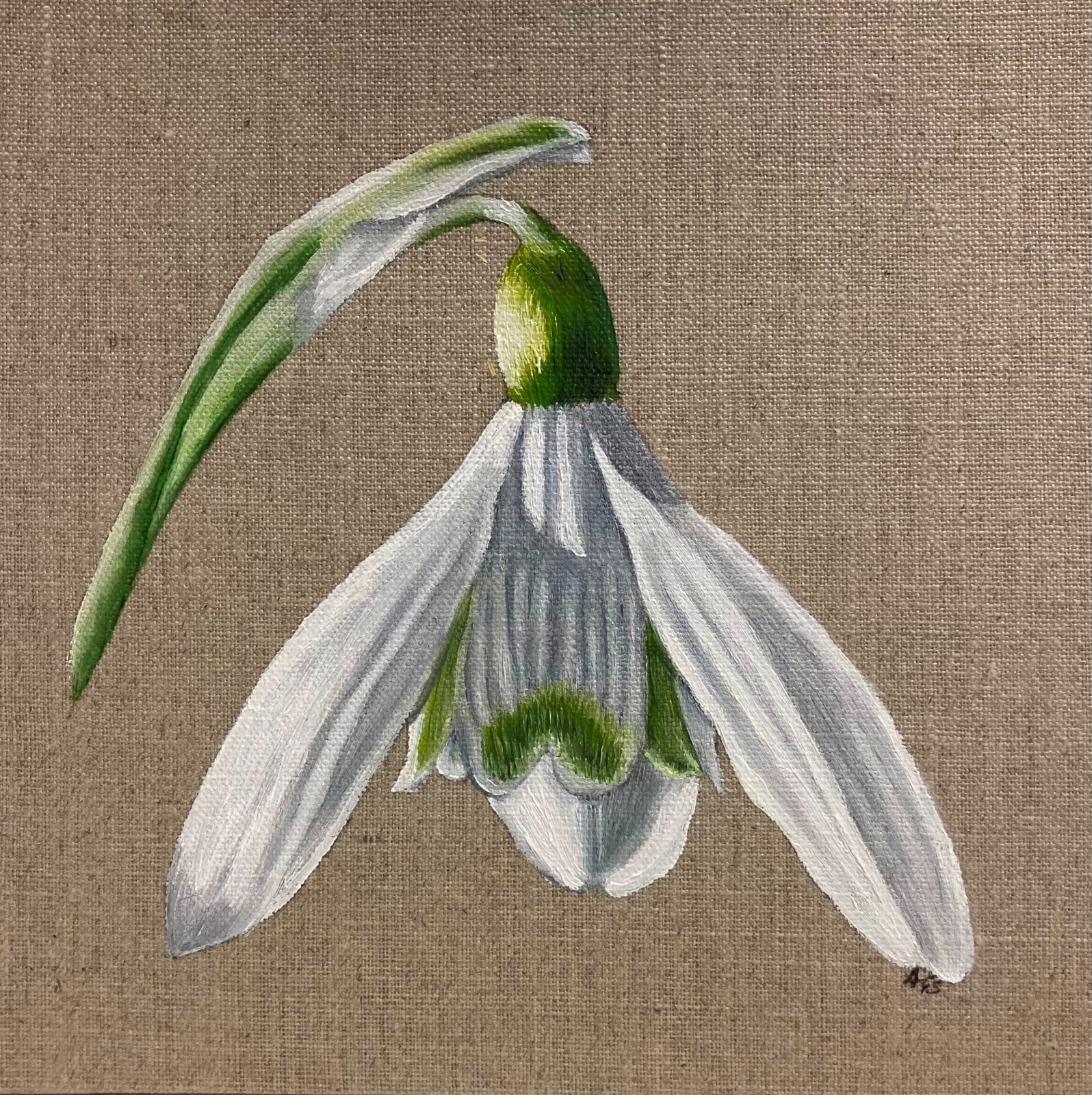 SNOWDROP 2 SQUARE GREETINGS CARD - PRINT OF ART ORIGINAL - STUDIO ...