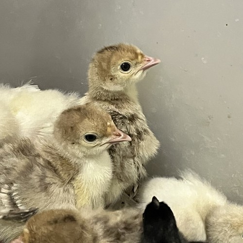 4 Red Bourbon Red Heritage turkey Hatching eggs. NPIP - 2 FREE Sultan ...