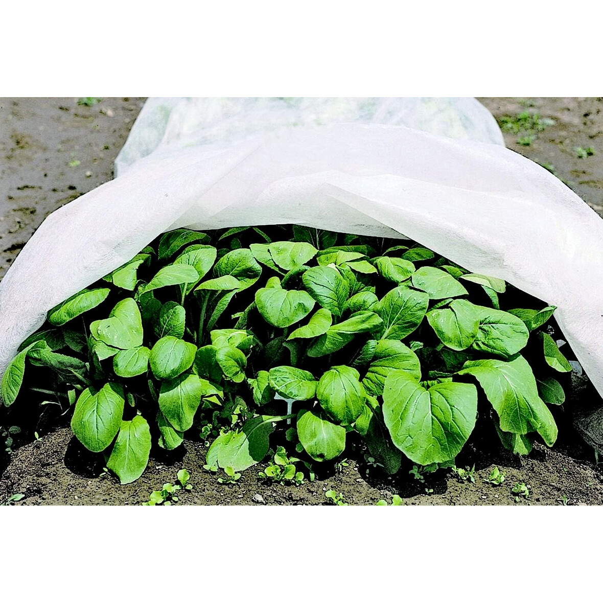 Garden Fleece Frost Cold Wind Protection Cover for Plants Non-Woven 50 ...