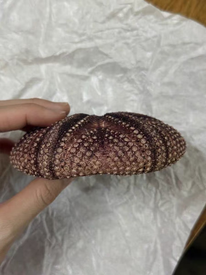 10-11cm Conch Shell Rare Emperor Sea Urchin Shell Marine Specimen Home ...