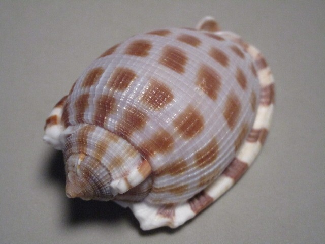 Phalium decussatum Linnaeus, 1758 "DEEP WATER!" (63.0mm) | eBay