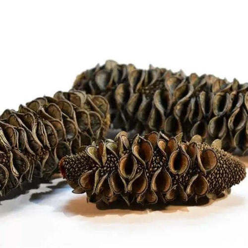 Banksia Cones ( Pack Of 3 ) For Fish Shrimp Tank Aquarium | eBay