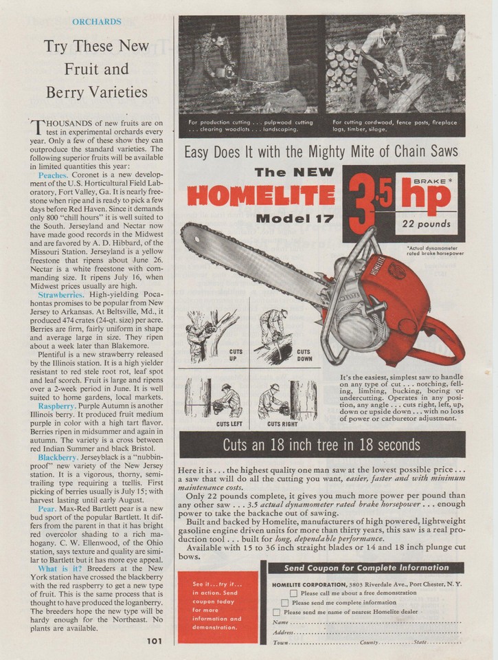 1954 Homelite Model 17 Chainsaw - Lumberjack Cuts Tree - Magazine Print ...