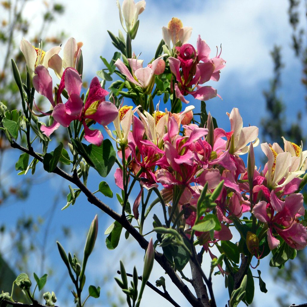 Pink Orchid Tree Seeds (Bauhinia monandra) Tropical Butterfly Flower ...