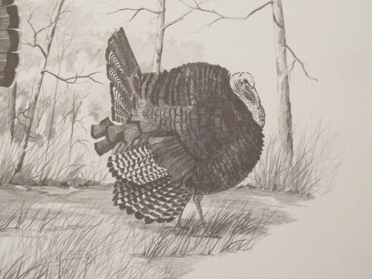Wild Turkey Pencil Drawings