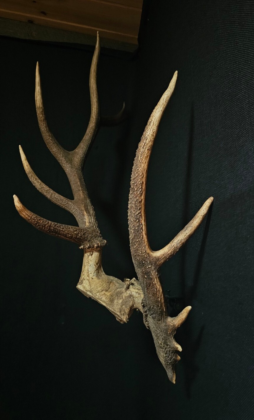 Rare Non Typical Elk 10 Point Antler Taxidermy Horns Shed Cabin Wedding ...
