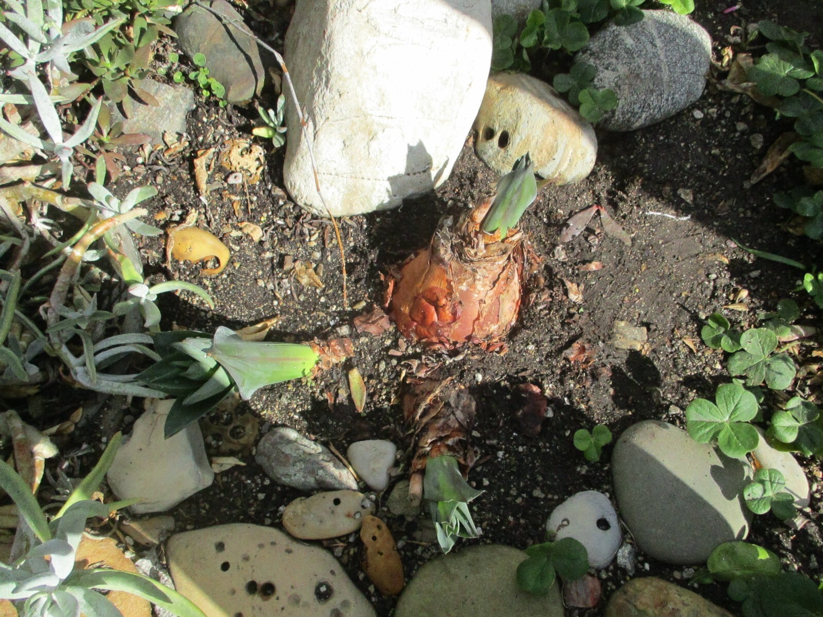 Urginea maritima Giant Sea Squill Scilla maritime 1 BULB | eBay