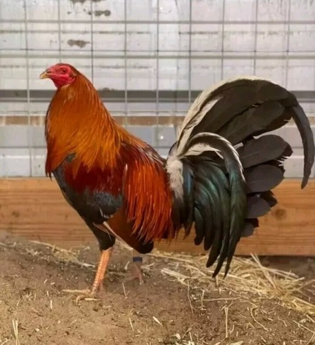 8 PURE GENE BATIA SWEATER CHICKEN HATCHING EGGS FOWL GOLDEN MONKEY GAME ...