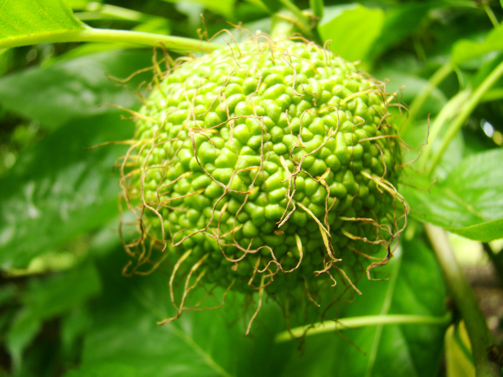 Maclura pomifera, OSAGE ORANGE MONKEY BALL TREE, green-yellow globe ...