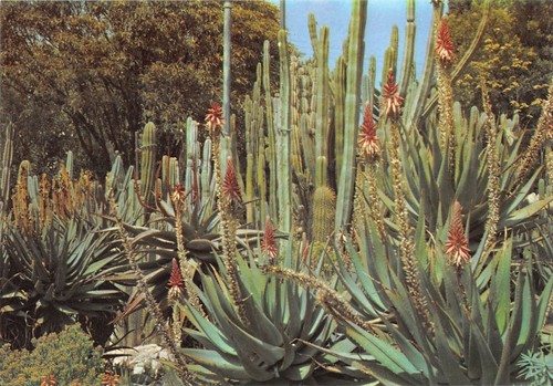 BR71766 pinya de rosa blanes lloret de mar girona spain cactus flower ...
