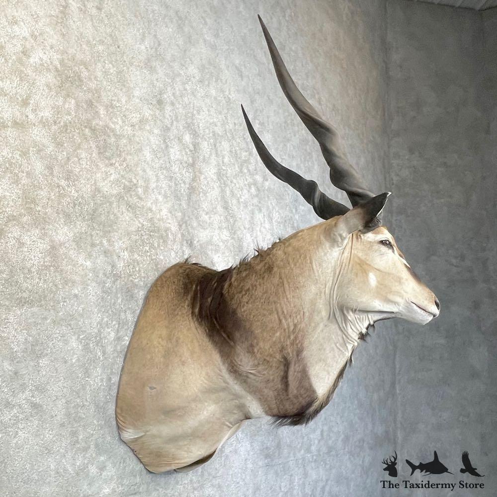 #25147 EL | African Lord Derby Eland Taxidermy Shoulder Mount For Sale ...