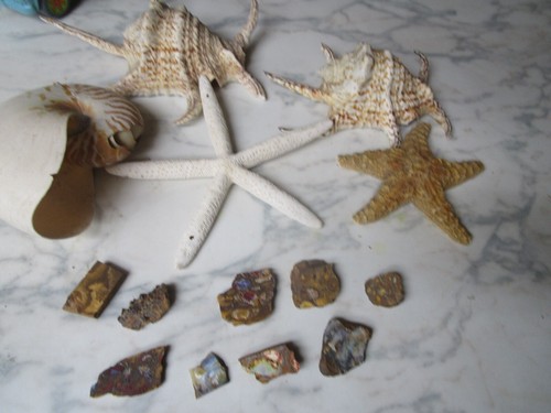 LOT OF ROUGH BOULDER OPAL, SEASHELLS,MORE LARGE CHUNKS!!! | eBay
