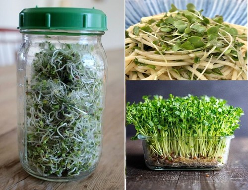 Organic Seeds for Sprouting | Many Types | Sprouts | Healthy ...