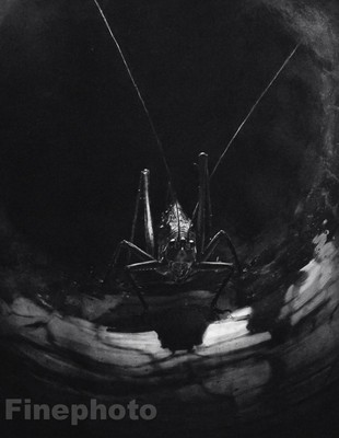 1921/63 Vintage EDWARD STEICHEN Grasshopper Diagram Doom Insect Photo ...