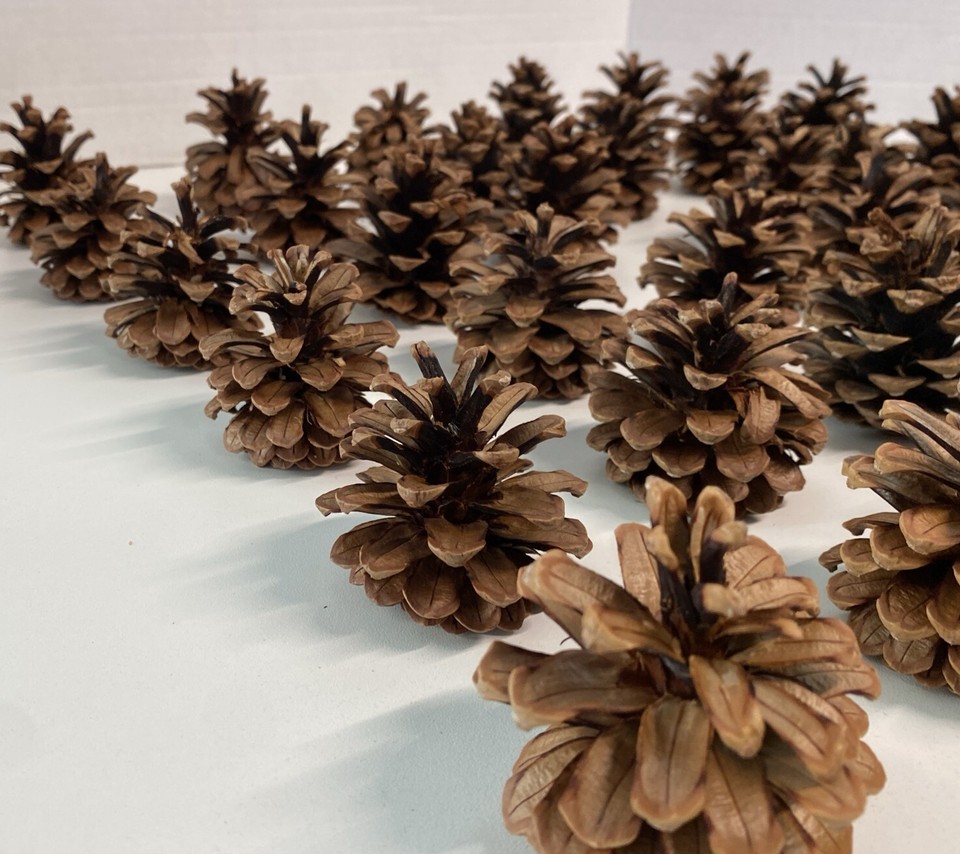 46 Cleaned Pine Cones from Colorado For Arts & Crafts Aprox. 2 - 2.75 ...