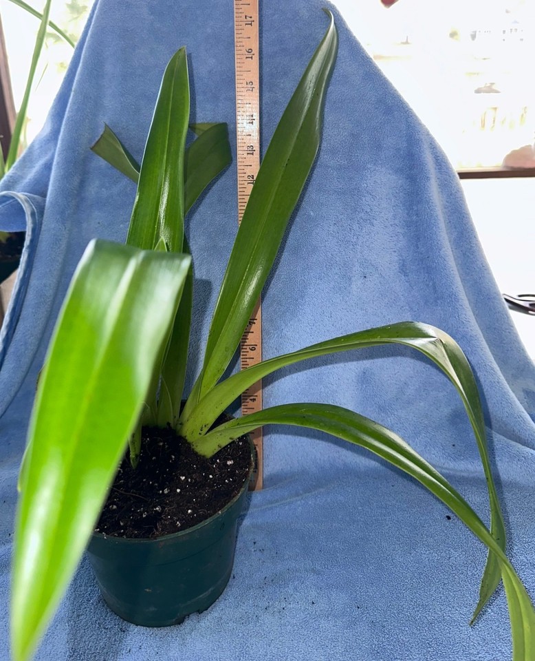 Phrag Jason Fischer 'Frank Smith x Besseae 'Frank Smith' HUGE PLANT! | eBay