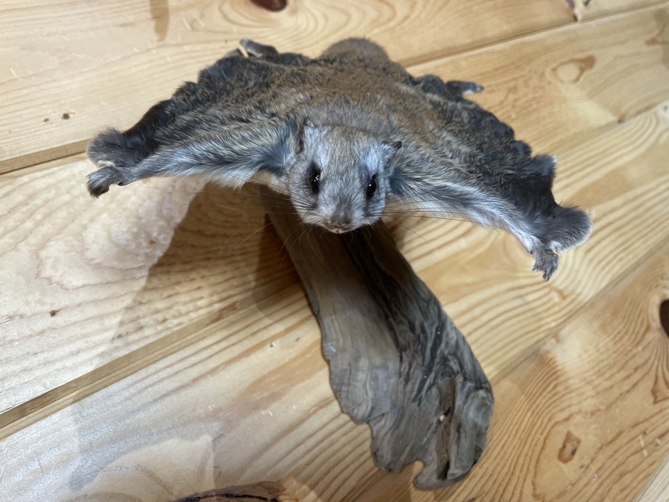 Taxidermy Flying Squirrel Mount Novelty Decor. Very Cute! | eBay