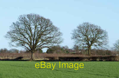 Photo 6x4 Oak Trees by the Vineyard Halfpenny Green Staffordshire Drayc ...