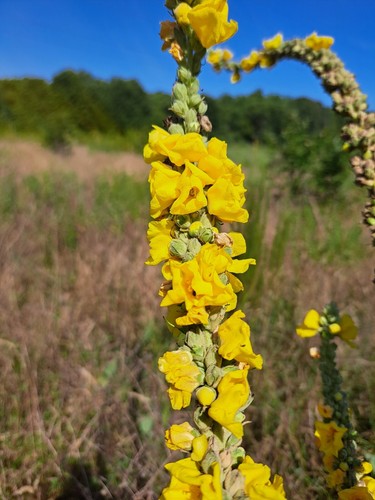 Mullein Seeds, 1,000+ Seeds, Verbascum Thapsus, Common Mullein ...