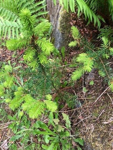 2 Douglas Fir Tree seedlings | eBay