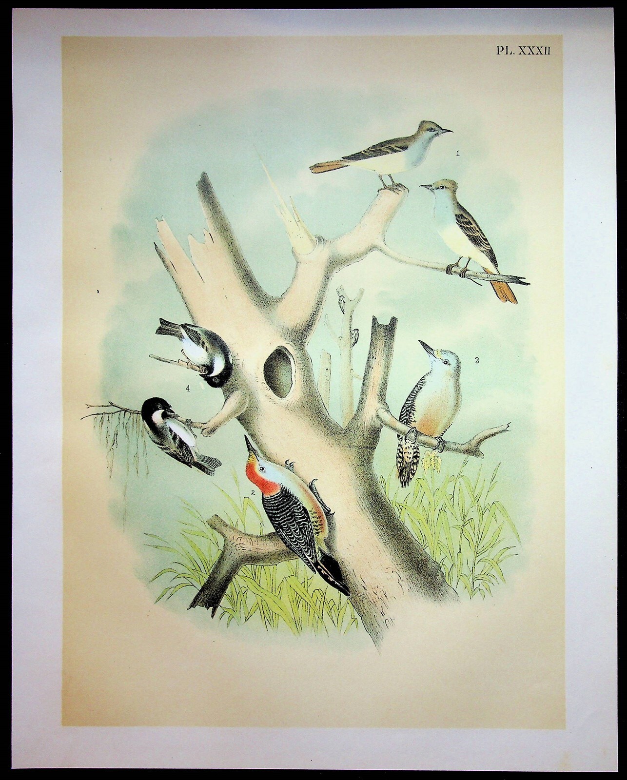 Birds Of North America Jacob Studer Original 1903 Print Plate XXXII Fly ...